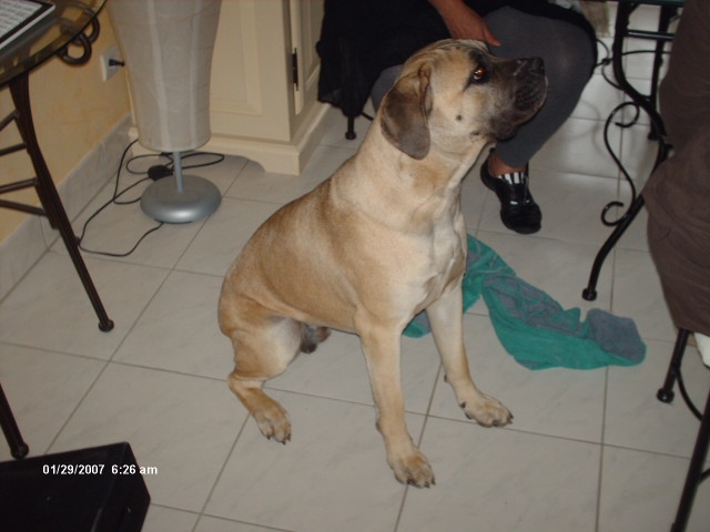 CANE CORSO Femelle (11 mois)